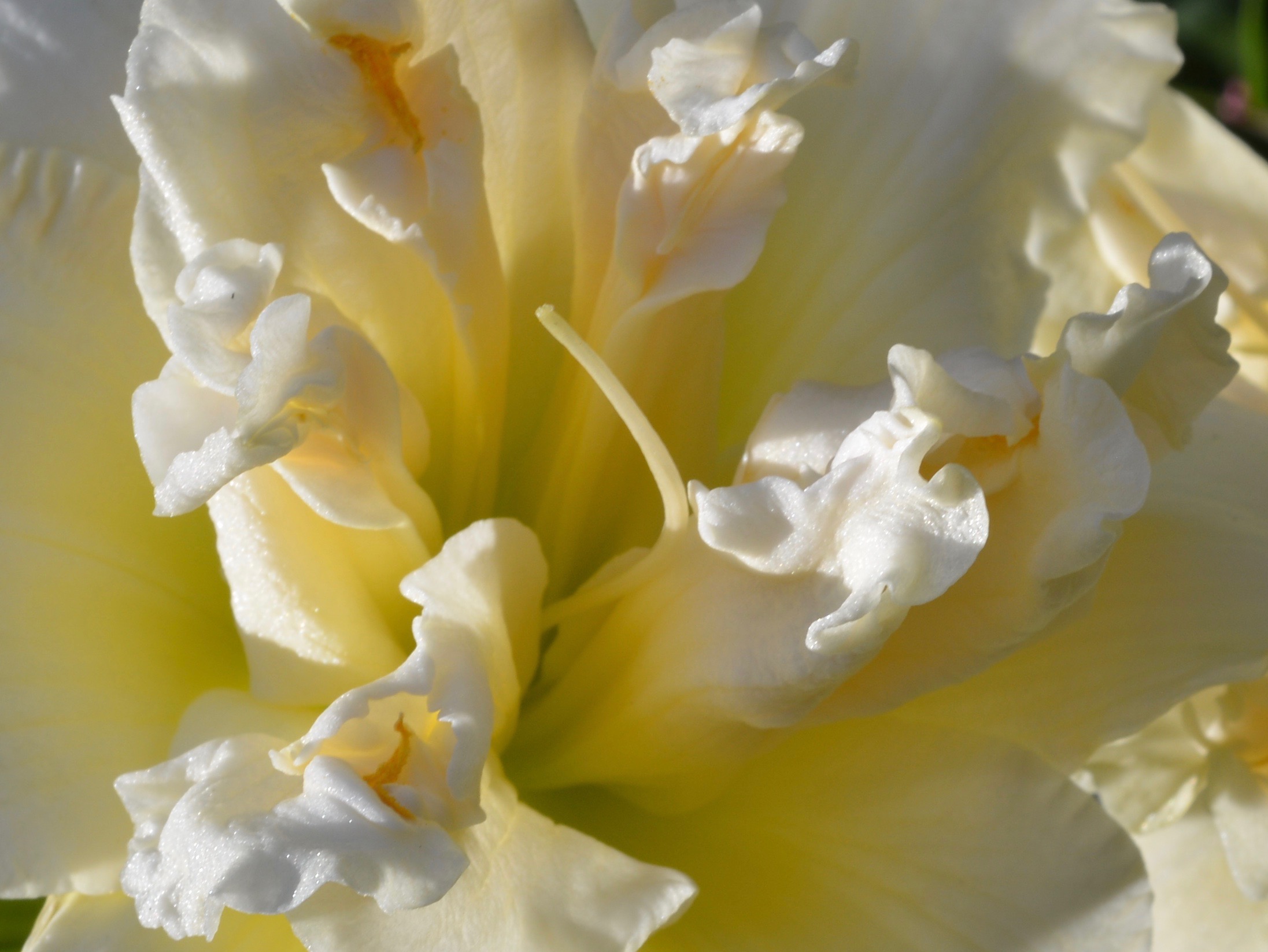 Region 4 American Hemerocallis Society - Great Northeast